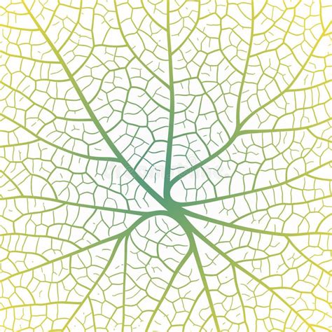Leaf Vein Texture Abstract Background With Close Up Plant Leaf Cells