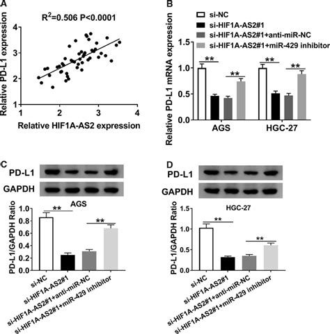 The Correlation Among Hif1a As2 Mir 429 And Pd L1 A The Correlation