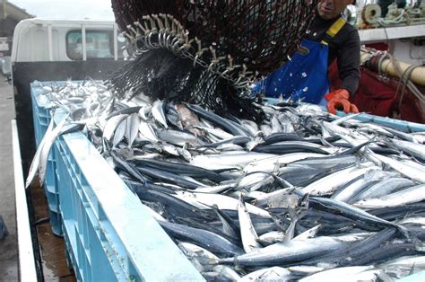 銚子市 秋の味覚「サンマ」が、9月4日（金）、銚子漁港に初水揚げされました。先月16日に出港した第36熊野丸（184トン）が4日の午前9時