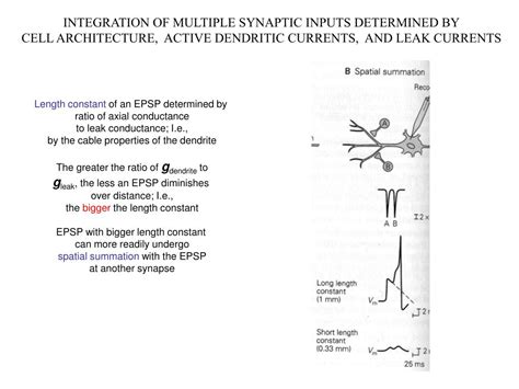 Ppt Lecture 9 Integration Of Synaptic Inputs Ionotropic Receptors