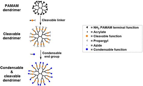Schematic Representation Of The Grafting Of Cleavable Linkers To Pamam