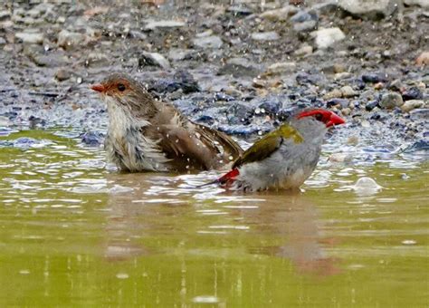 Red Browed Finch Neochmia Temporalis