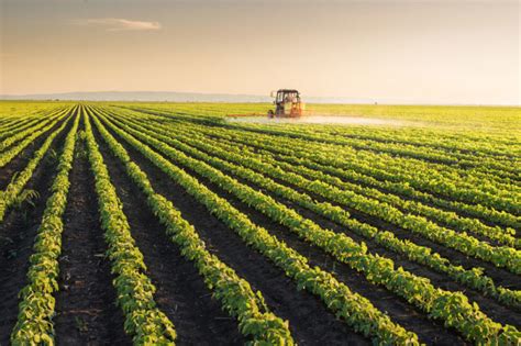 Us Corn And Soybeans Show Production Decline Meat Poultry