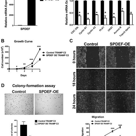 Transgenic Expression Of Spdef In Prostate Epithelium Decreased
