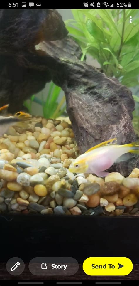 What Sex Are These Kribensis R Aquarium