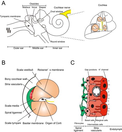 Three Dimensional Mouse Cochlea Imaging Based On The Modified Scaes Using Confocal Microscopy Pmc