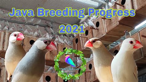 Java Breeding Progress 2021 Rontysbirdaviary Youtube