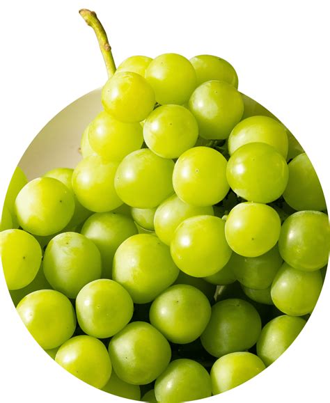 한국포도수출연합 노이다