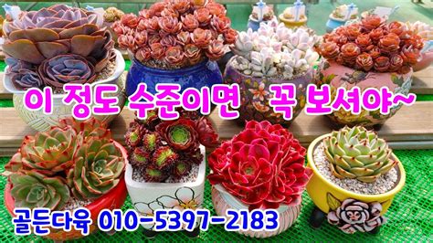 230503 골든다육 수연 체리환타지 메비나금 핑크마녀 아트델리 화리노사 오팔리나 더스티로즈 설탕공주 YouTube