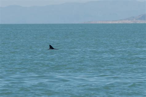 Breaking Iucn Recognizes “more Evidence Of Vaquita Survival” — Sea Shepherd Conservation Society