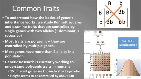 Genetics Fun Facts Trivia Youtube