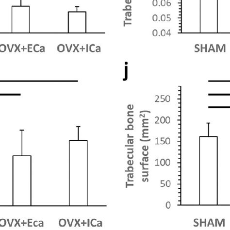 Quantitative 3d Analyses Of Cortical A D And Trabecular Bone Tissues Download Scientific