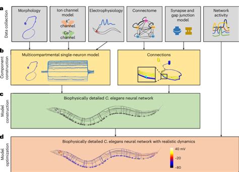 An Integrative Data Driven Model Simulating C Elegans Brain Body And