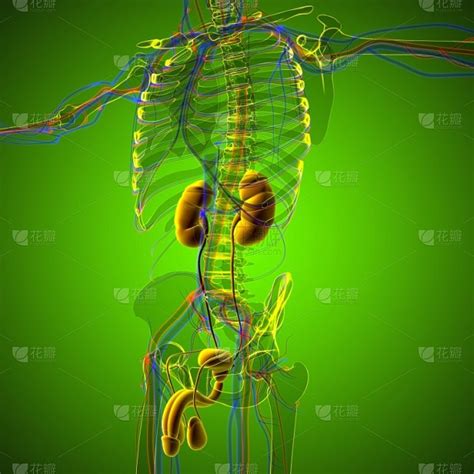 医学概念3d的男性生殖系统解剖学