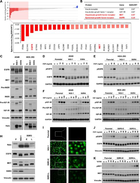 Mutation Schematic Of Ssr4 Mutations And Western Blot Analysis From