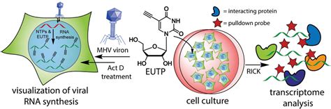 Figure 1 From Bioorthogonal Chemistry Based Rna Labeling Technologies Evolution And Current