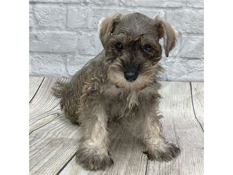 Salt And Pepper Standard Schnauzer Puppies