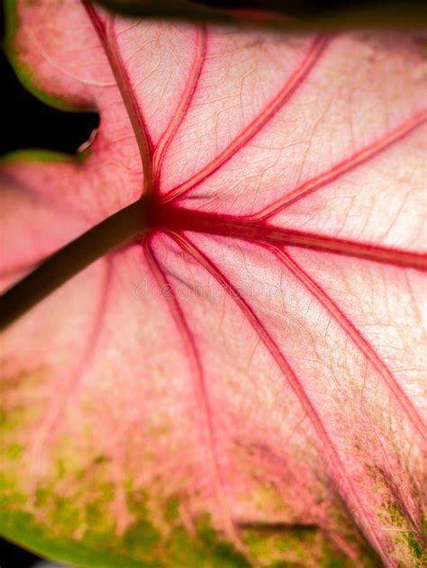 Red Lines On The Fancy Leaved Caladium Growing Stock Image Image Of