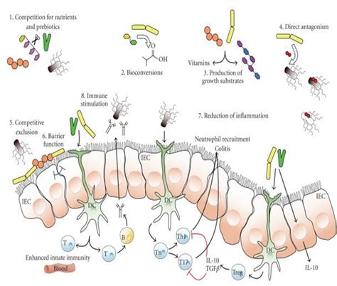Probiotics A Comprehensive Review Of Their Classification Mode Of