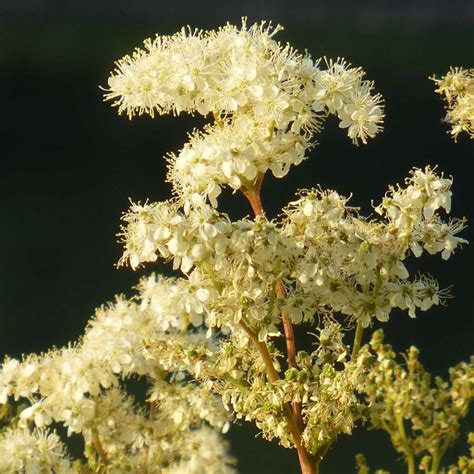 Meadowsweet Beewildgardens