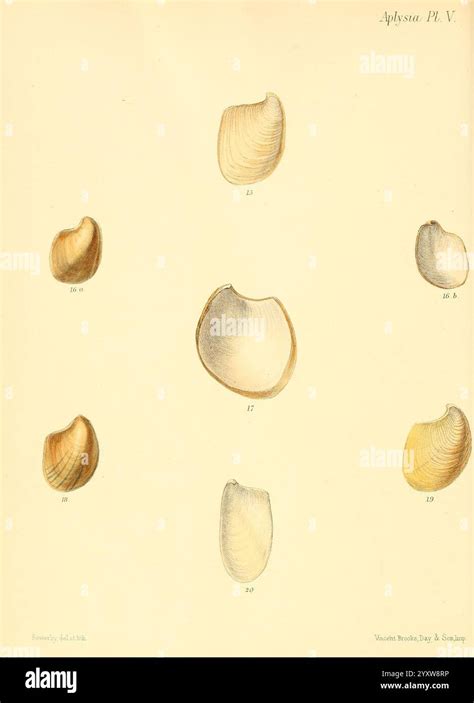 Conchologia Iconica Or Illustrations Of The Shells Of Molluscous