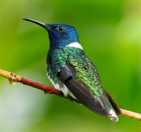 Female Hummingbirds Mimic Males To Avoid Violence