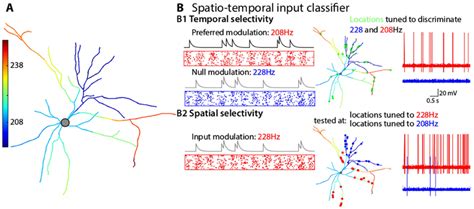 Spatio Temporal Input Classicifcation In Neurons Due To To Spatial Download Scientific Diagram