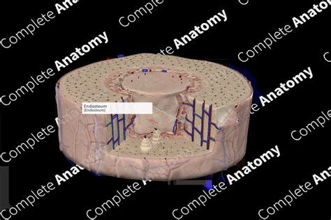 Endosteum Definition