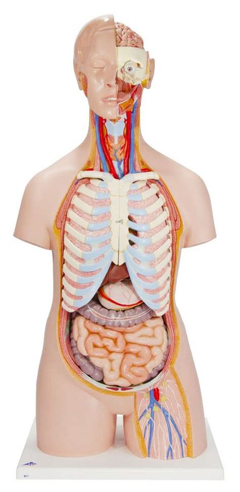 Classic Unisex Torso With Opened Neck And Back 21 Part First Aid Market