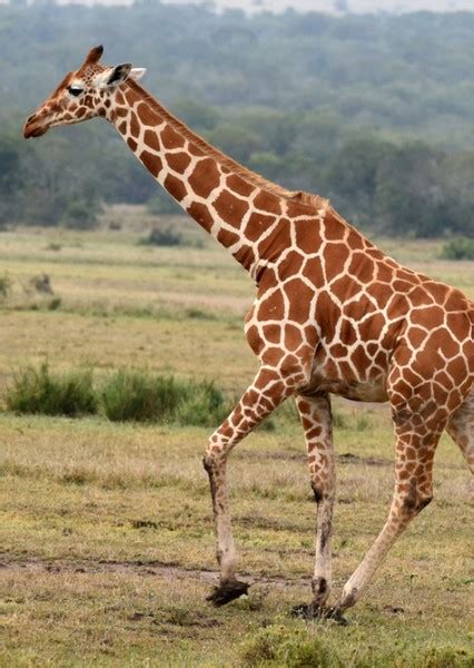 Reticulated Giraffe Fan Casting