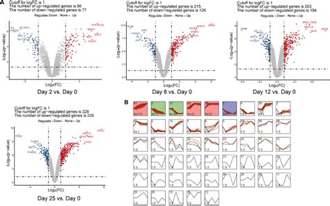 Time Series Clustering Analysis Of Genes During Osteogenic