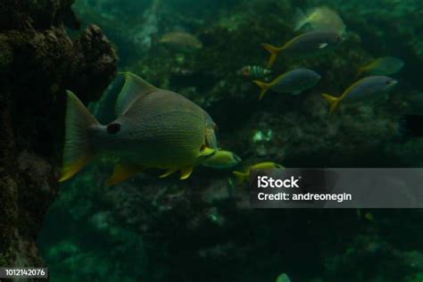 熱帯魚サンゴと藻類青い水の中水中世界の美しい背景 まぶしいのストックフォトや画像を多数ご用意 まぶしい ウクライナ カリブ