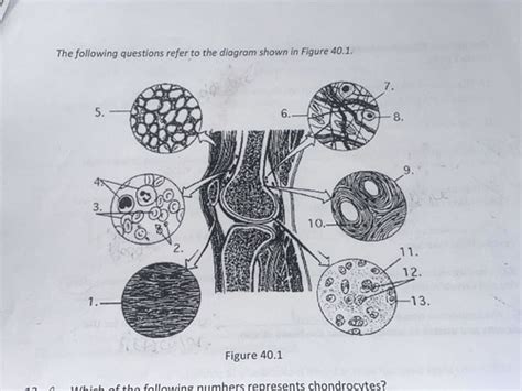 Histology Flashcards Quizlet