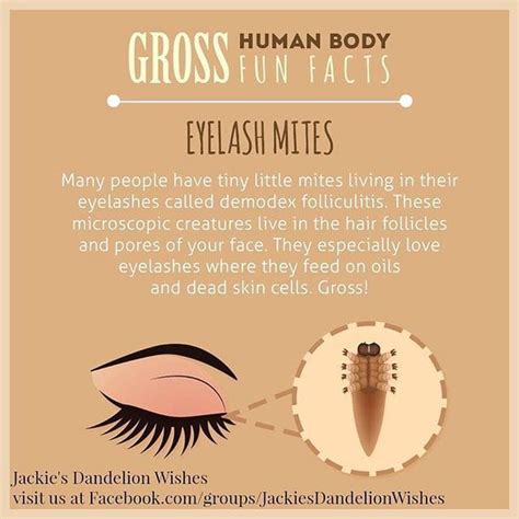 Microscopic Bugs On Eyelashes