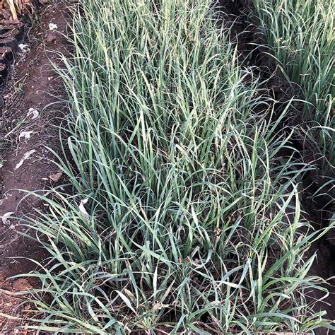 Lemon Grass Cymbopogon Citratus Wholesale Supplier