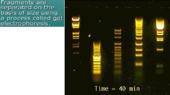 FORENSICS DNA DNA PROFILING DNA PROFILING PPT TPT