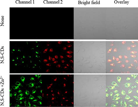 Fluorescence Imaging Of HepG2 Cells Incubated With The N S CDs Before