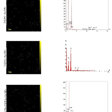 Eds Particle Mapping And Spectra Of Au Nps Eds Analysis Results Of Download Scientific Diagram