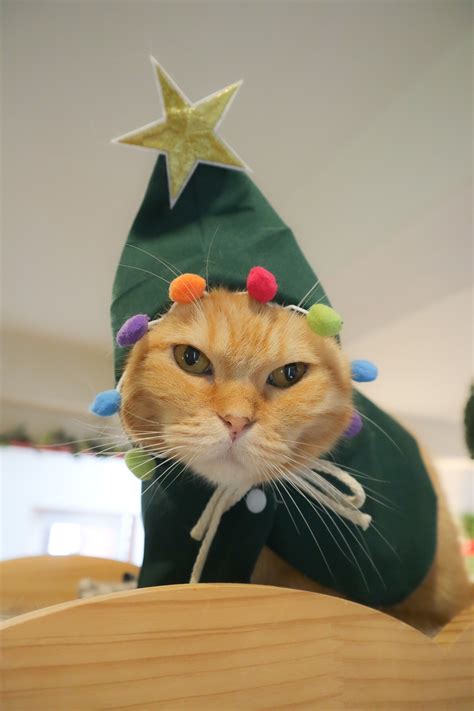 【インスタから12 22の投稿のコピペにはなりますがちゃちゃ丸に関するお知らせです】 ねこｶﾌｪなる ｜長野の猫カフェ