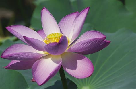 花 莲花 盛开的莲花 Pixabay上的免费照片 Pixabay