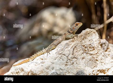 Cuviers Madagascar Swift Oplurus Cuvieri Knows As Madagascan