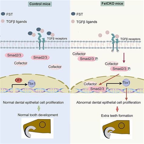 Follistatin controls the number of murine teeth by limiting TGF β signaling iScience