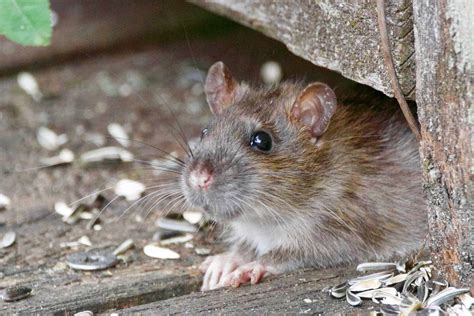Types Of Rodents And How To Identify Them The Door Step