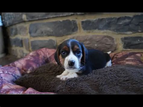4 Beautiful Beagle Puppies Needing A New Home In Springfield Puppies