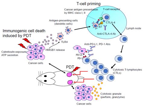 The Synergistic Effect Of Photodynamic Therapy Pdt And Immune Download Scientific Diagram