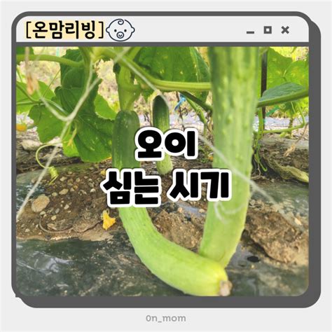 오이 심는시기 모종 심기 순치기 순지르기 망 재배 효능 오이나무 키우기 네이버 블로그
