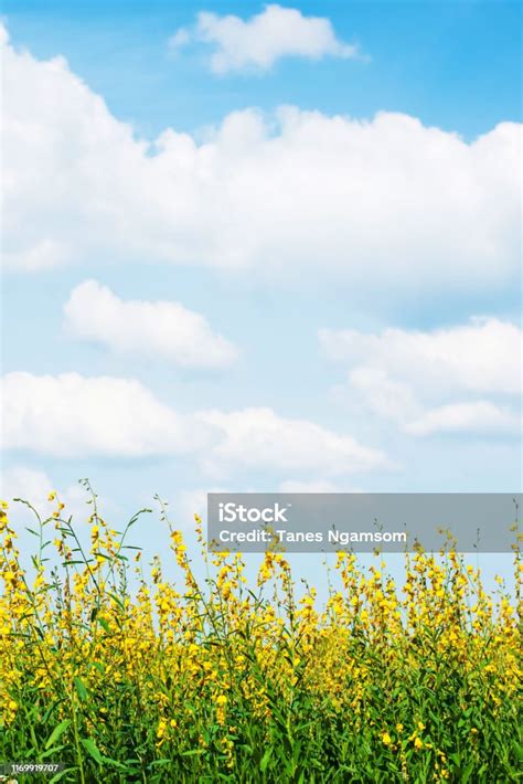 흰색 구름과 푸른 하늘에 대한 그림 같은 노란색 꽃 필드입니다 0명에 대한 스톡 사진 및 기타 이미지 0명 개화기 겨울 Istock