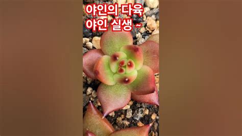 편안한 수요일 되세요 ~ 임영웅 파종이 실생 다육 다유기 다육이 다육식물 반려식물 다육판매 다육이판매 다육이키우기 다육인스타그램 매혹이 청주 야인