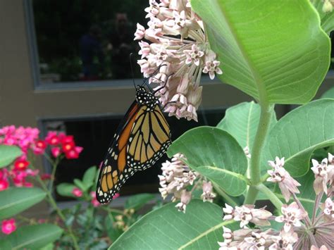 Five Garden Trends For 2017 Dyck Arboretum