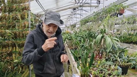 Orchidea Collana Dendrochilum Abbreviatum Nuovo E Book Orchidee Amore E Psyche Youtube